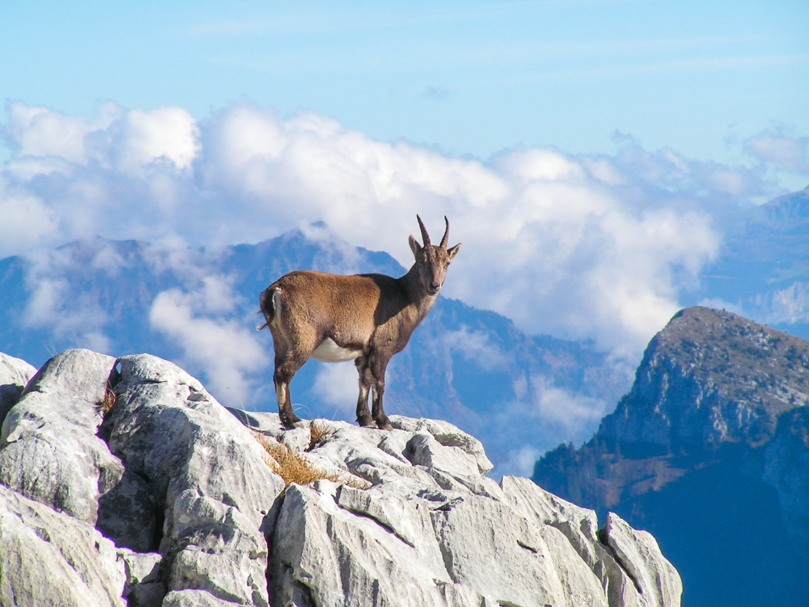 10 animaux sauvages à voir en Savoie - Chalet l'Eden